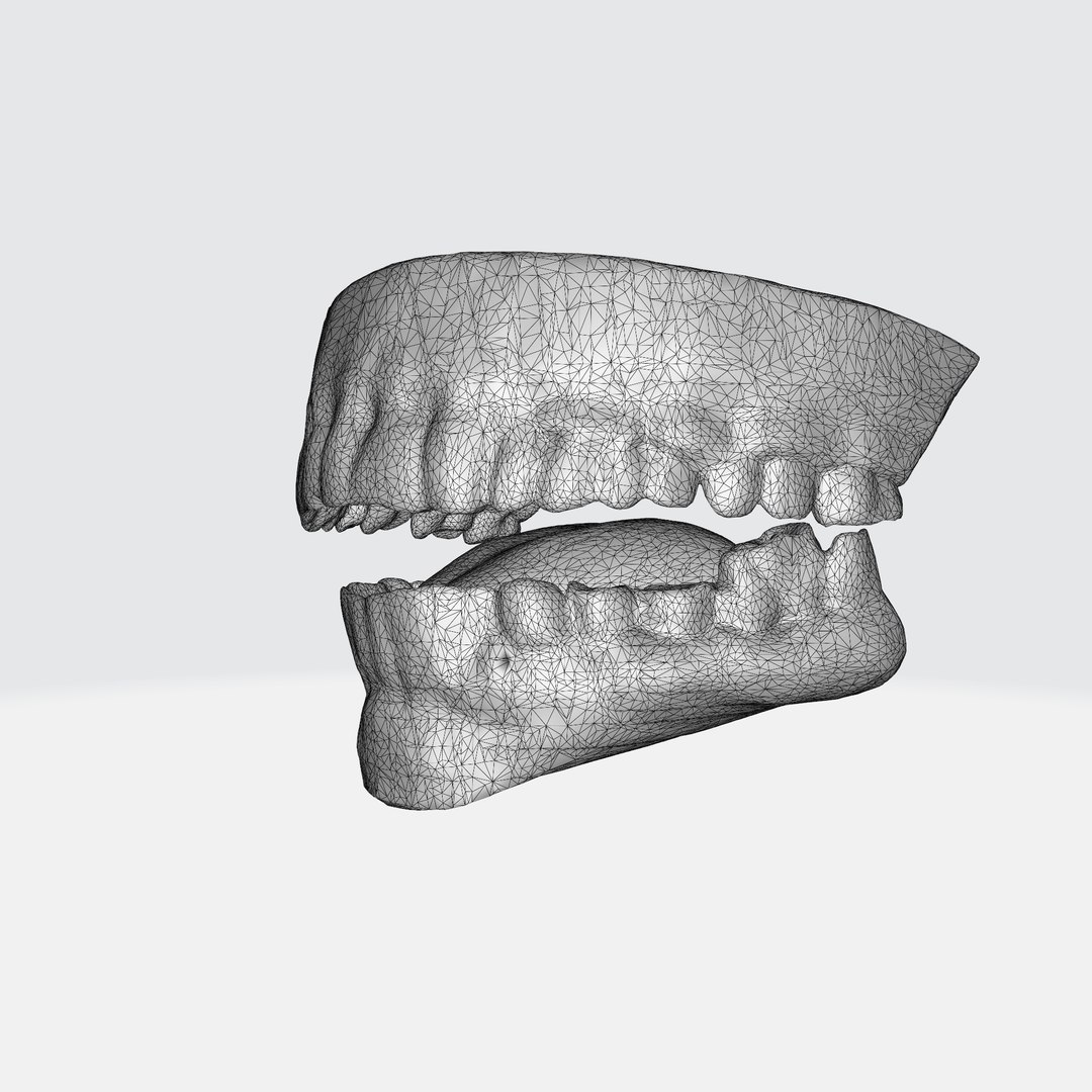 3D Realistic Human Teeth - TurboSquid 2266431