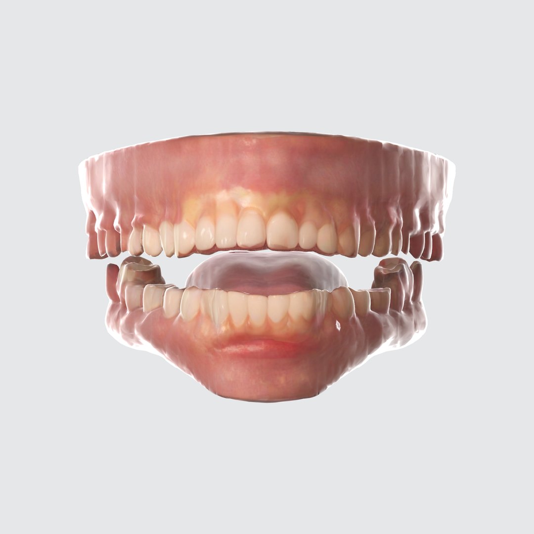 3D Realistic Human Teeth - TurboSquid 2266431