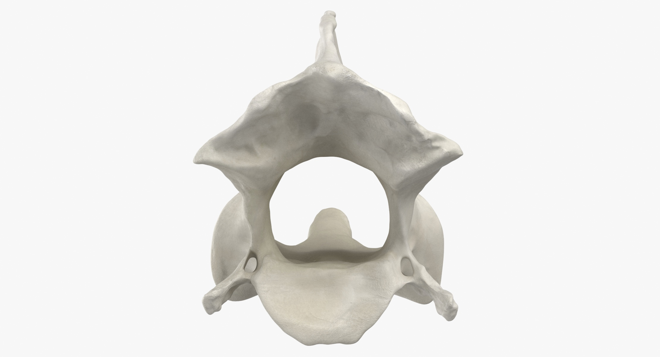 Domestic Cat Cervical Vertebrae C2 Axis 01 model - TurboSquid 1849335