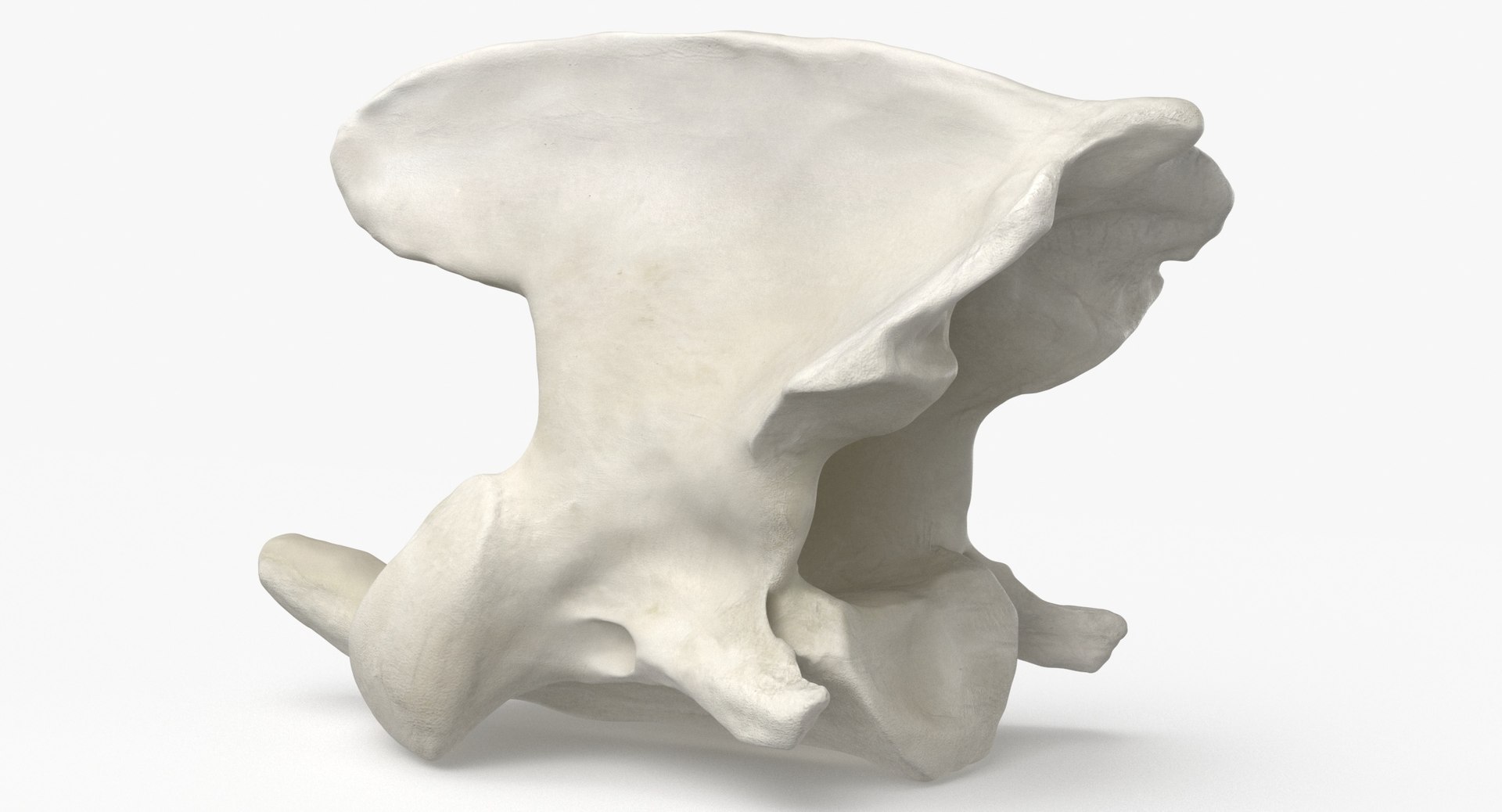Domestic Cat Cervical Vertebrae C2 Axis 01 model - TurboSquid 1849335