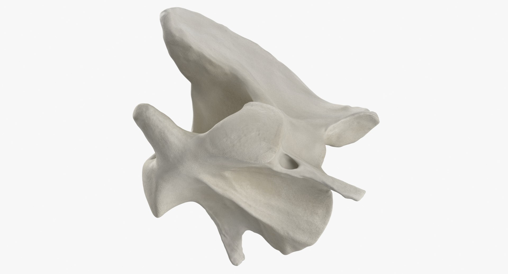 Domestic Cat Cervical Vertebrae C2 Axis 01 model - TurboSquid 1849335