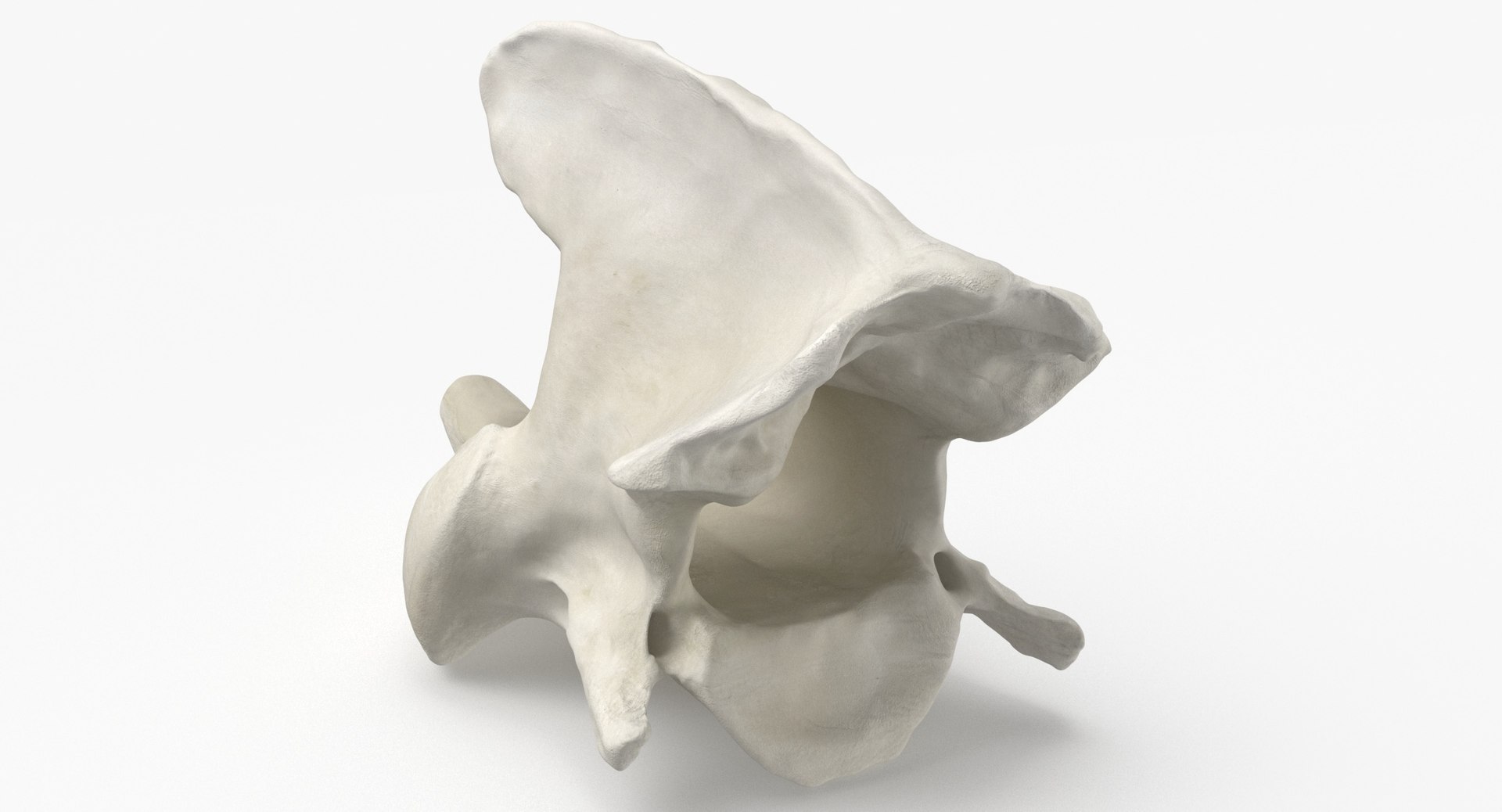 Domestic Cat Cervical Vertebrae C2 Axis 01 model - TurboSquid 1849335