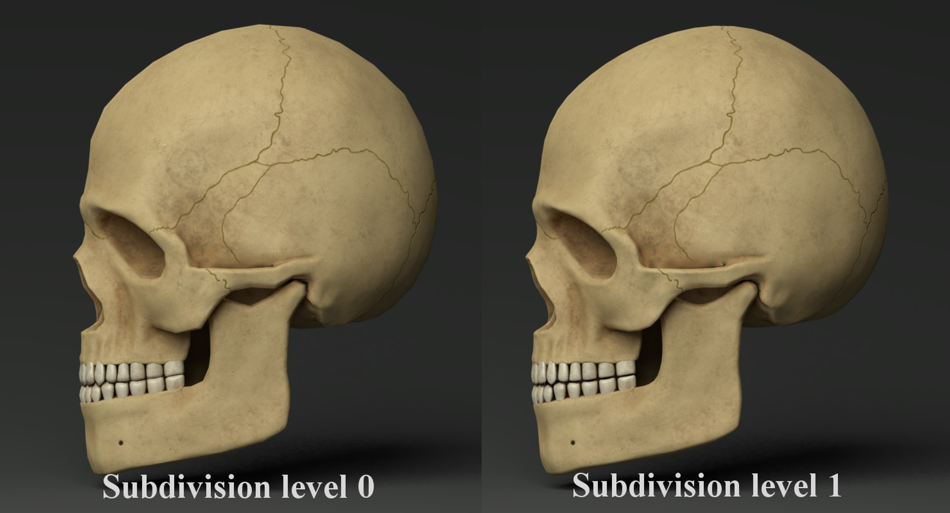 Skull Asset Unity 3D Model - TurboSquid 1238853