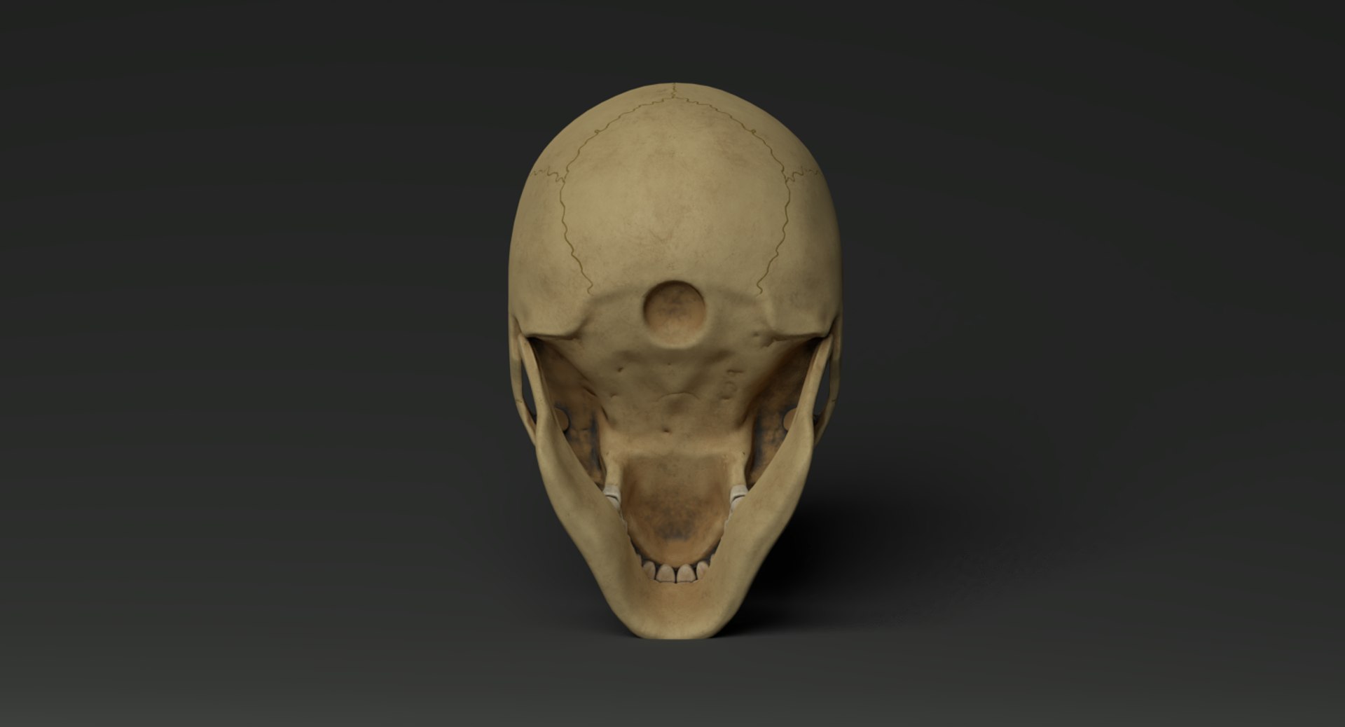 Skull Asset Unity 3D Model - TurboSquid 1238853