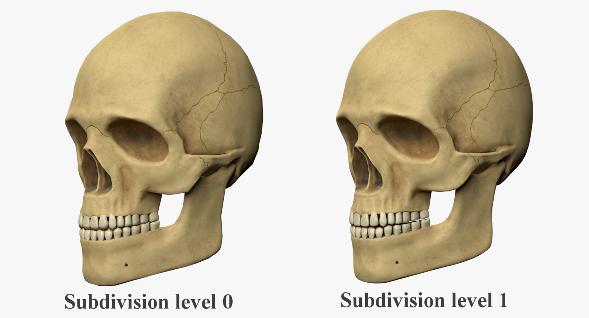 Skull Asset Unity 3D Model - TurboSquid 1238853