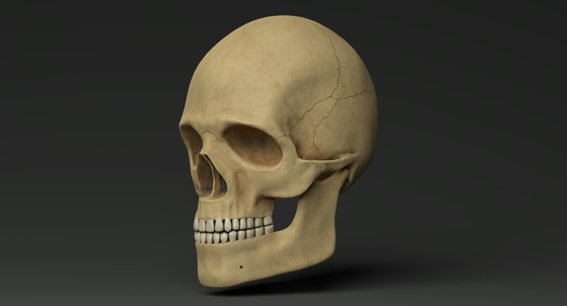 Skull asset unity 3D model - TurboSquid 1238853