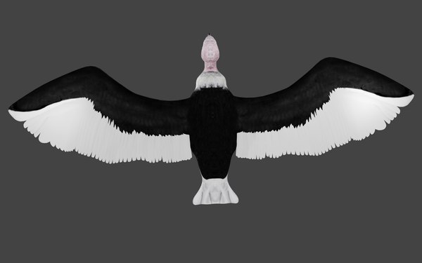 Realistic vulture condor 3D model - TurboSquid 1669518