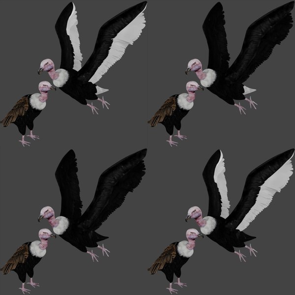 Vulture bird rigged 3D model - TurboSquid 1654398