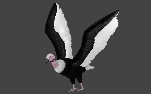 Realistic vulture condor 3D model - TurboSquid 1669518