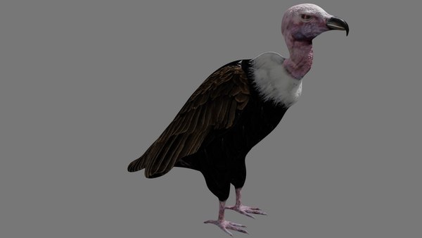 Realistic vulture condor 3D model - TurboSquid 1669518
