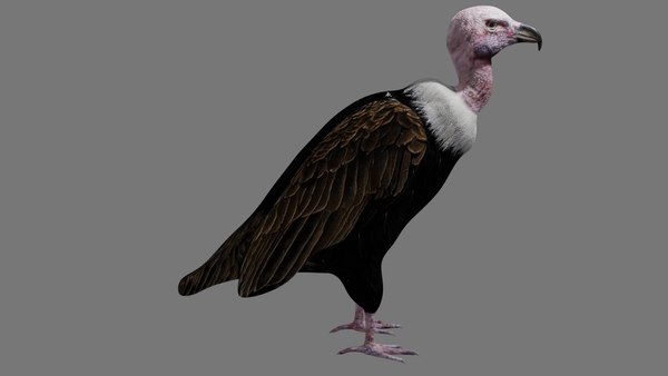Realistic vulture condor 3D model - TurboSquid 1669518