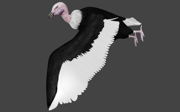 Realistic vulture condor 3D model - TurboSquid 1669518
