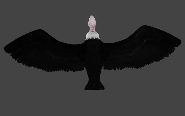 Realistic vulture condor 3D model - TurboSquid 1669518