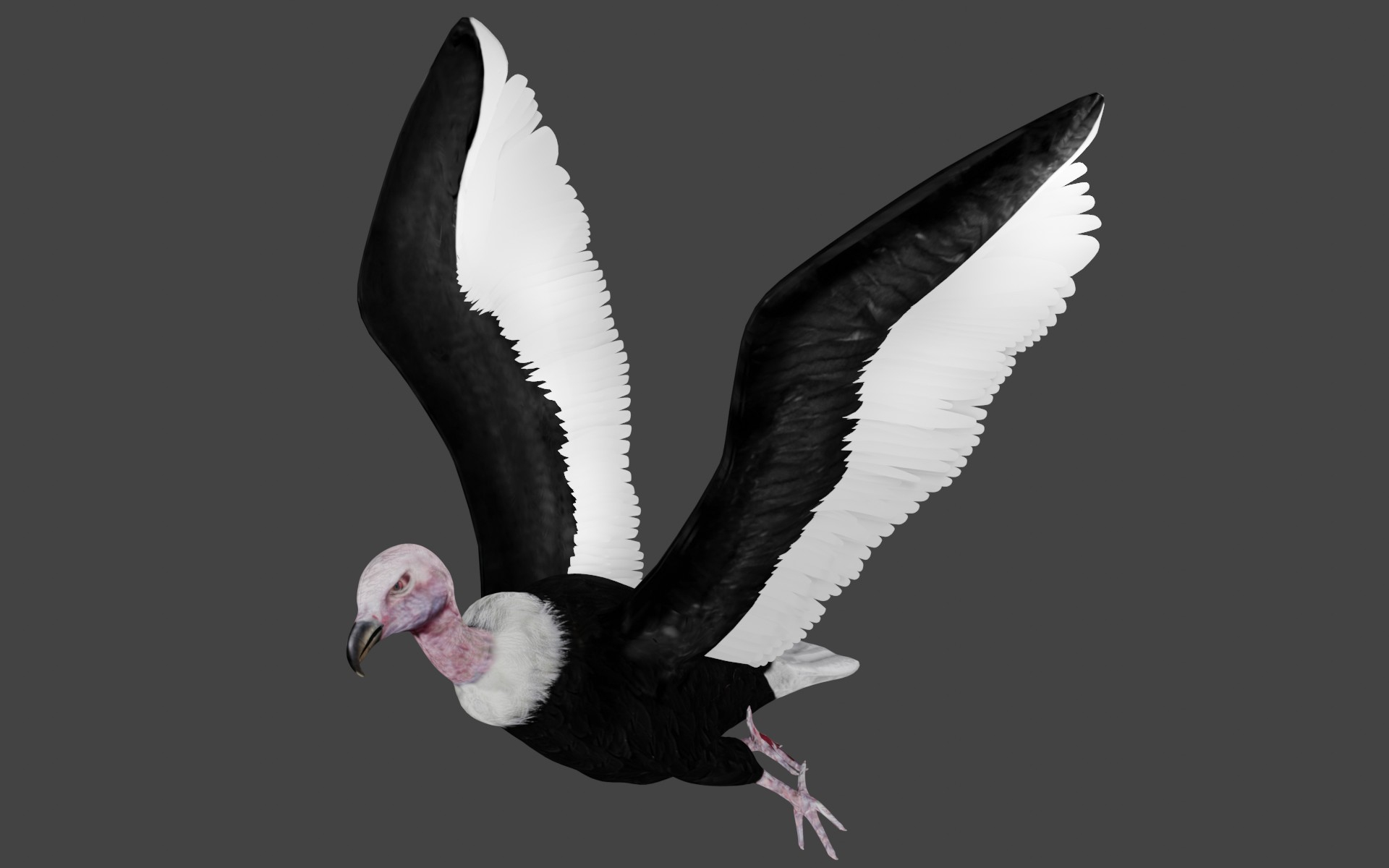 Realistic vulture condor 3D model - TurboSquid 1669518