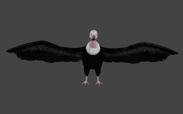 Realistic vulture condor 3D model - TurboSquid 1669518
