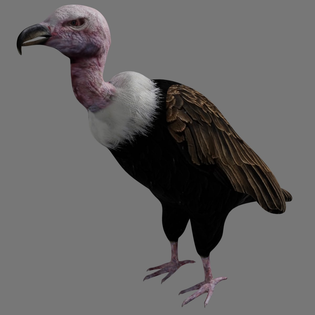 Realistic vulture condor 3D model - TurboSquid 1669518