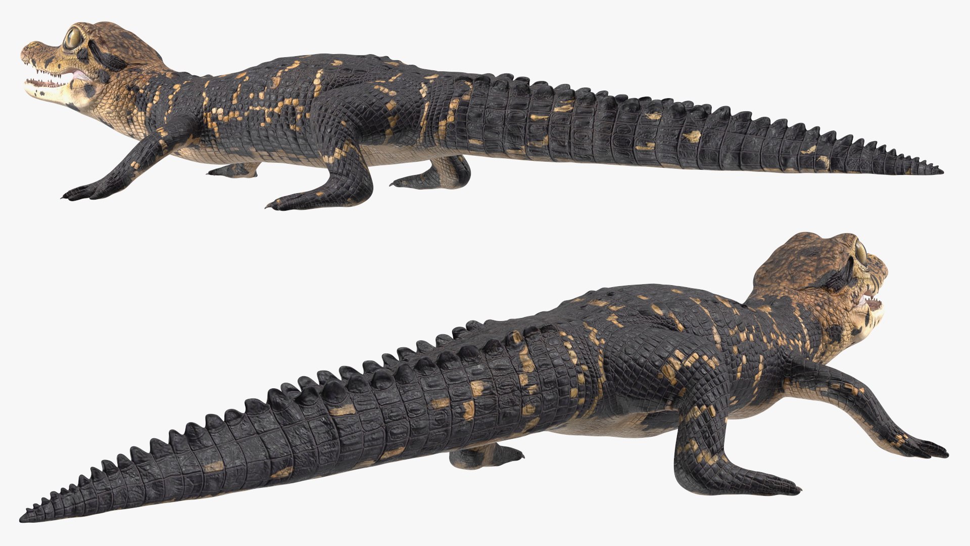 3D Black Caiman Baby Rigged - TurboSquid 2212756