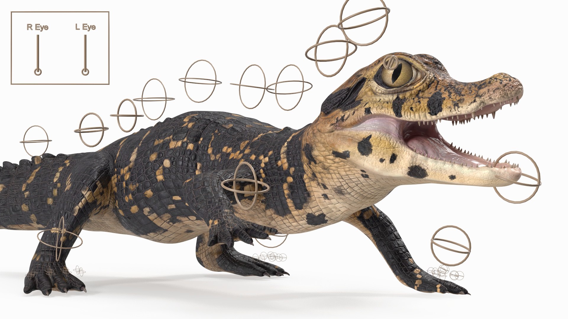 3D Black Caiman Baby Rigged - TurboSquid 2212756