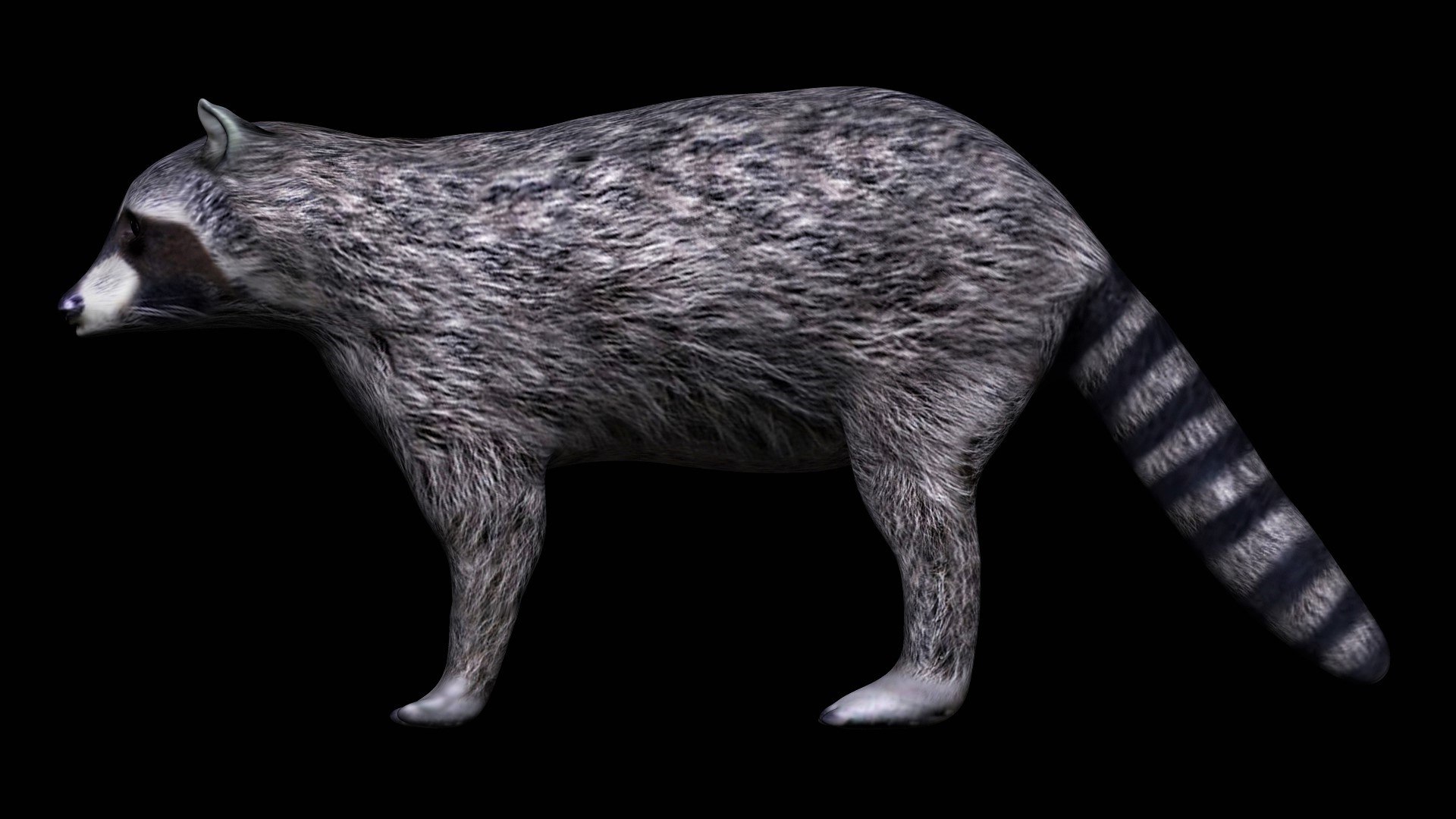 3D Fully Rigged Grey Raccoon - TurboSquid 1710704