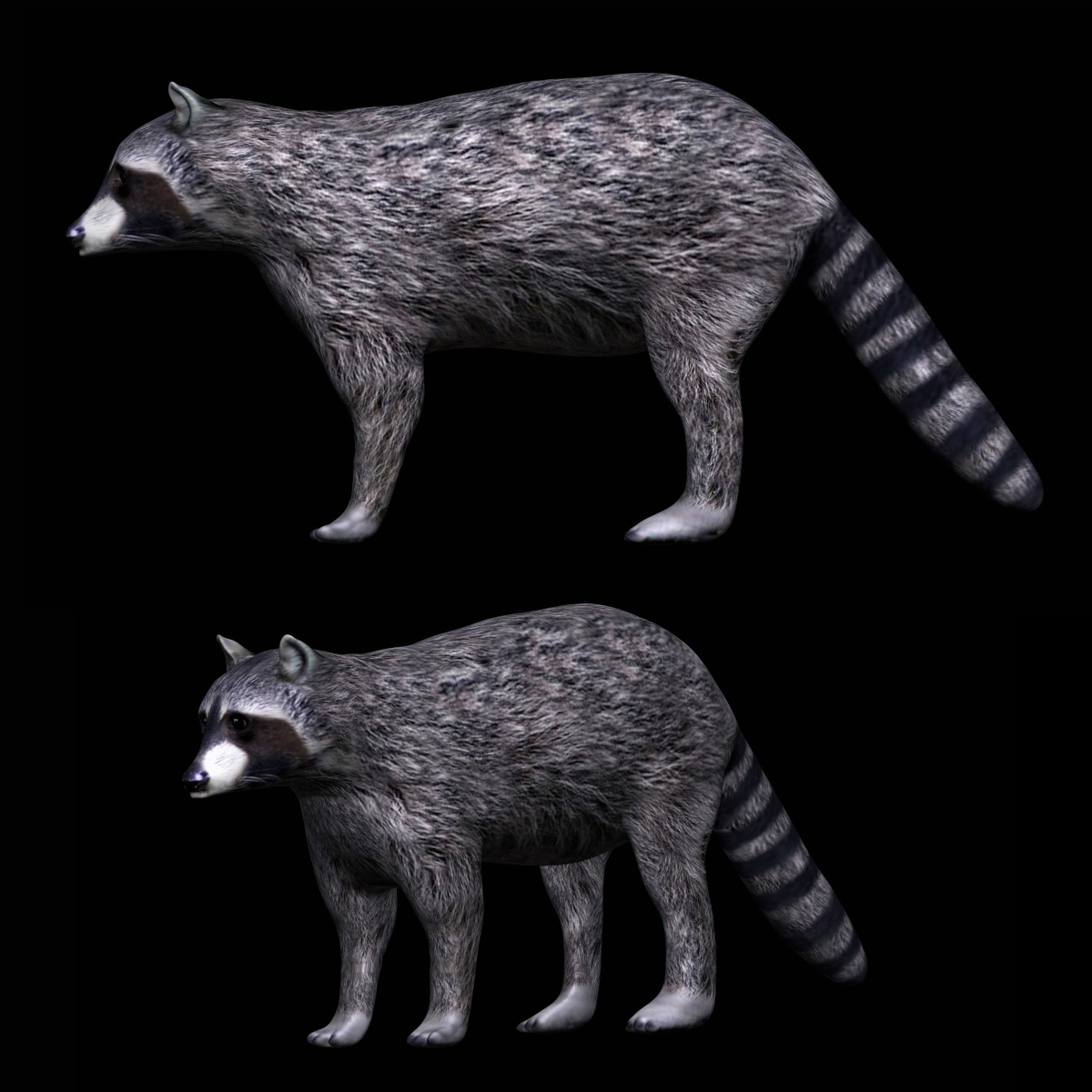 3D fully rigged grey raccoon - TurboSquid 1710704