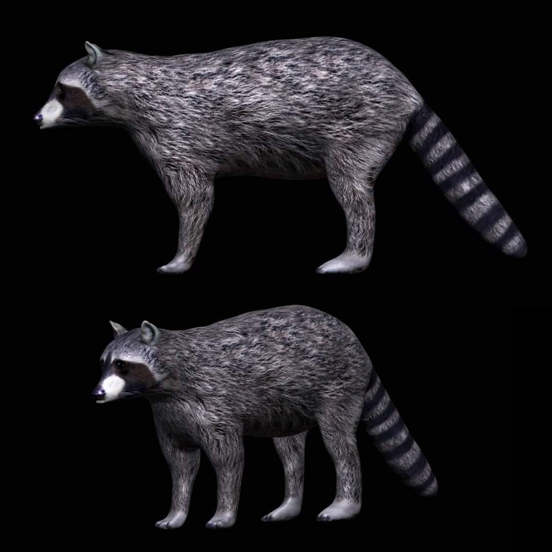 3D Fully Rigged Grey Raccoon - TurboSquid 1710704