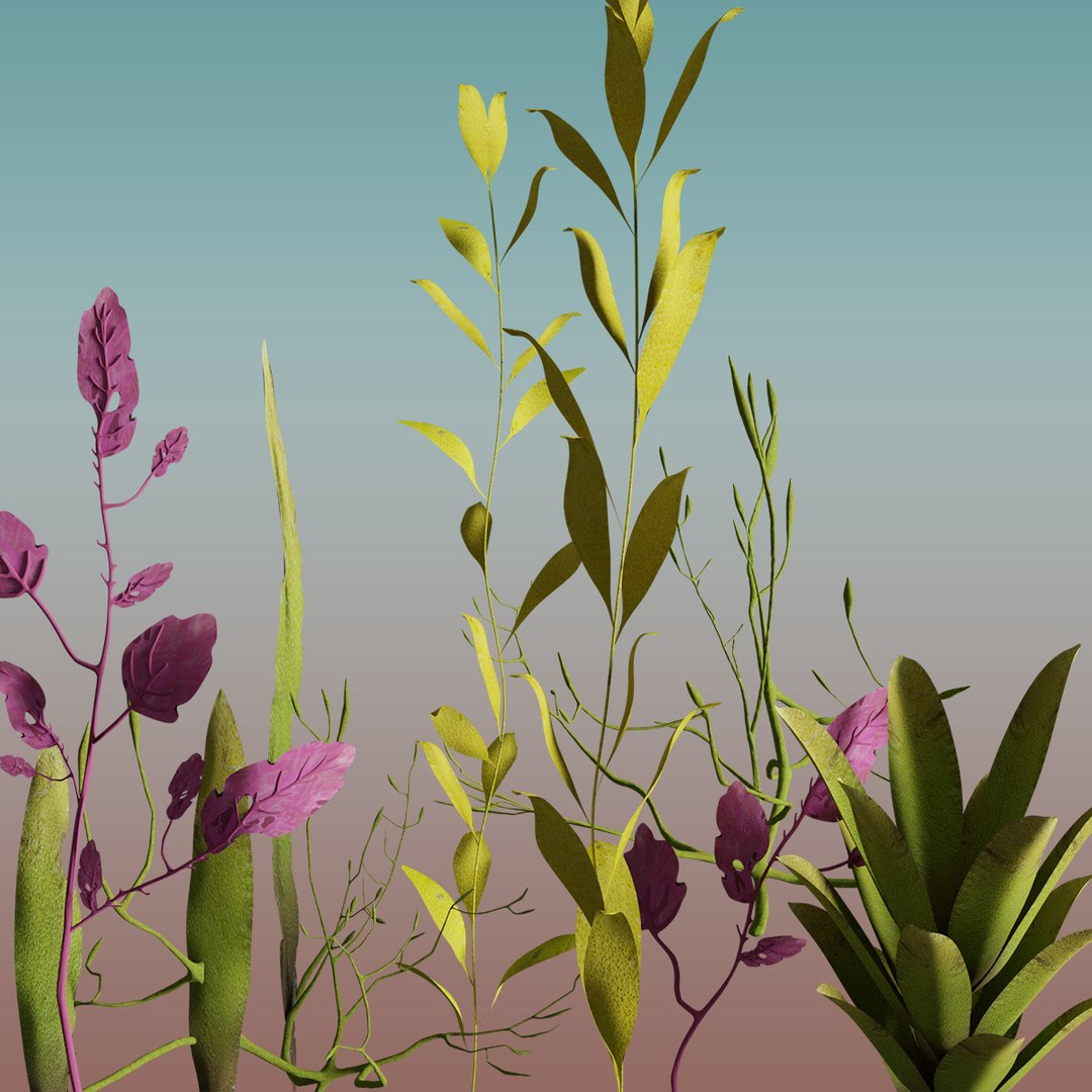 Seaweed Collection Low-poly 3D Model - TurboSquid 2000516