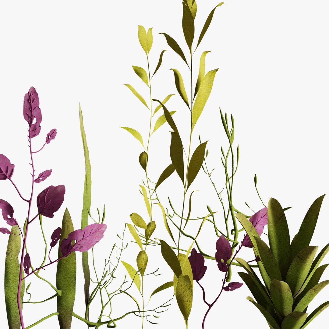 Seaweed Collection Low-poly 3D Model - TurboSquid 2000516