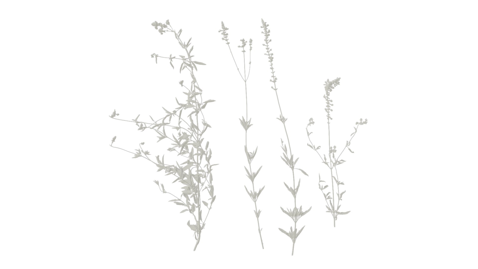 3D Anydrafts Salvia Uliginosa Atlas 05 Textures - TurboSquid 2358951
