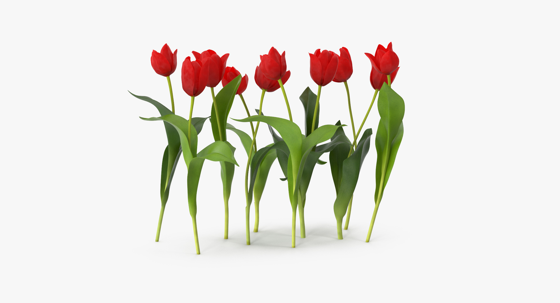 Tulips 3d Model