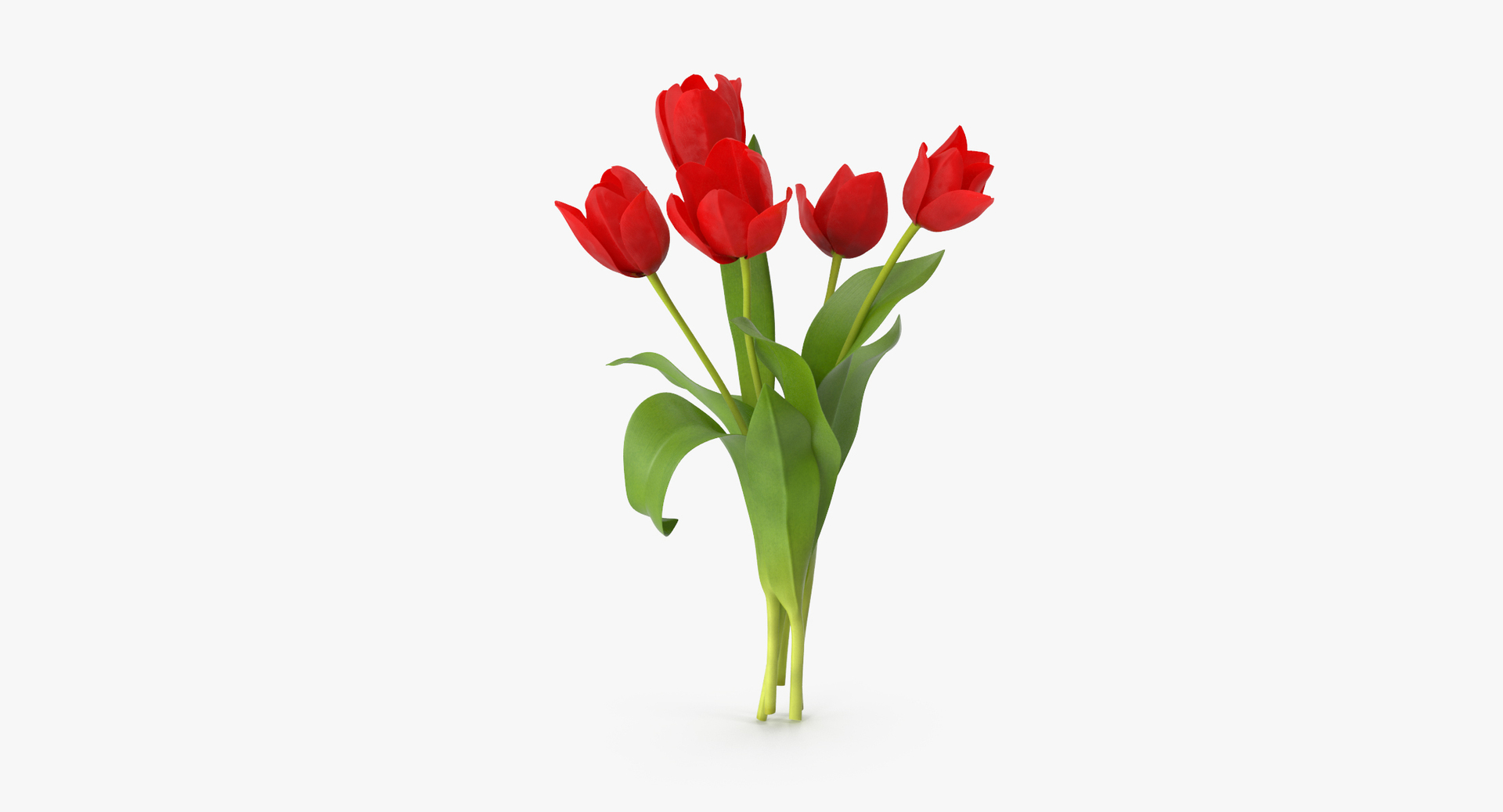 Tulips 3d Model