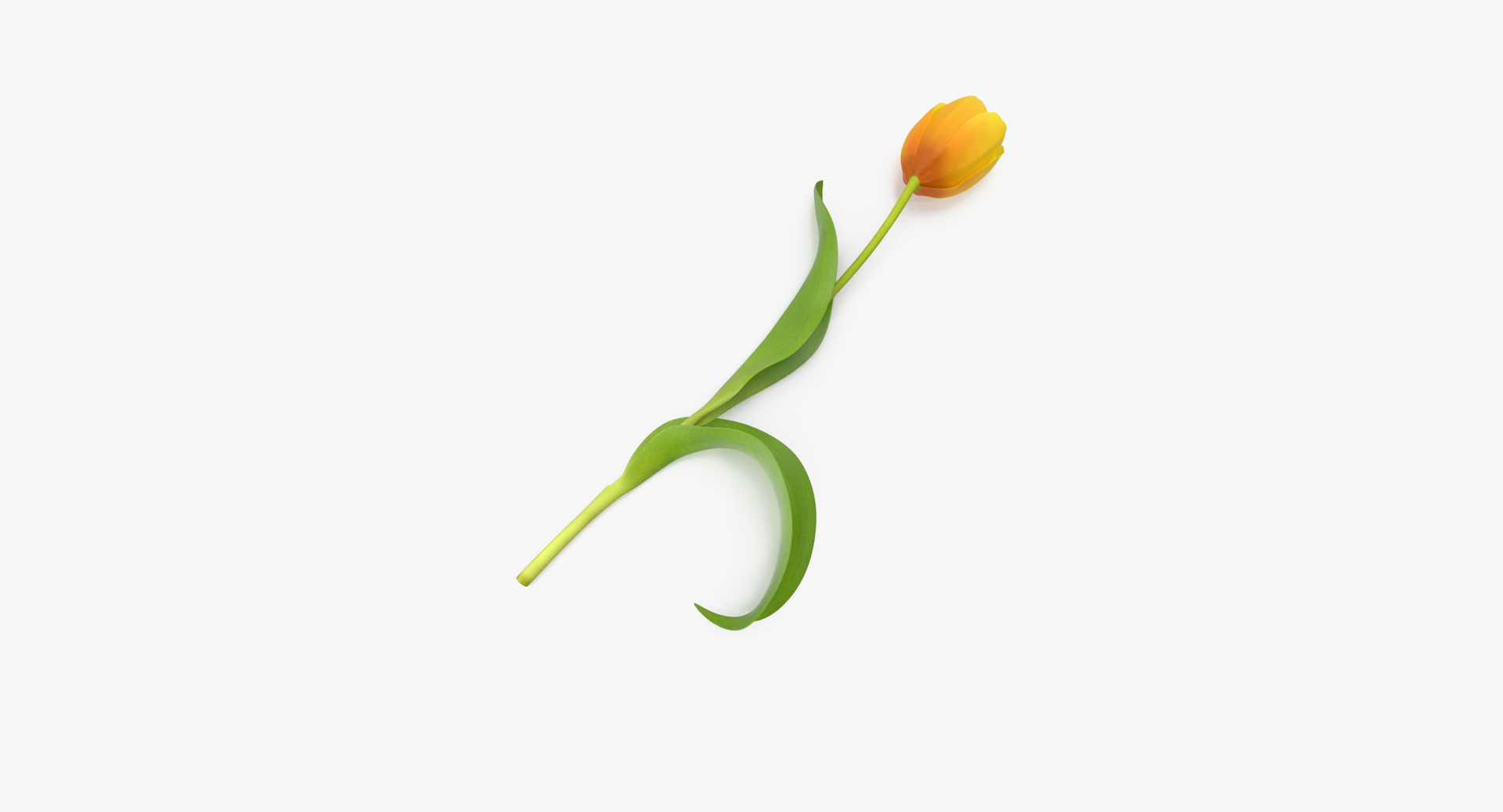 Tulips 3d Model