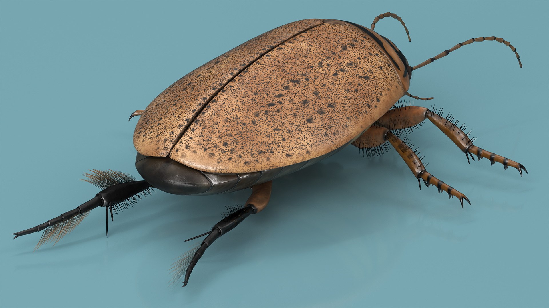 3D Insect Water Beetle Beige Realistic Rigged Model - TurboSquid 2250704