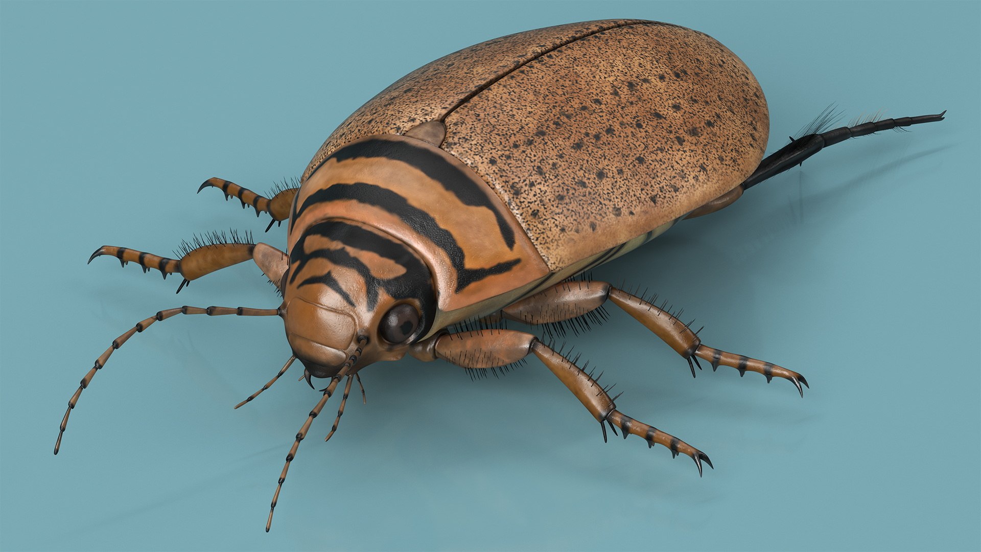 3D Insect Water Beetle Beige Realistic Rigged Model - TurboSquid 2250704