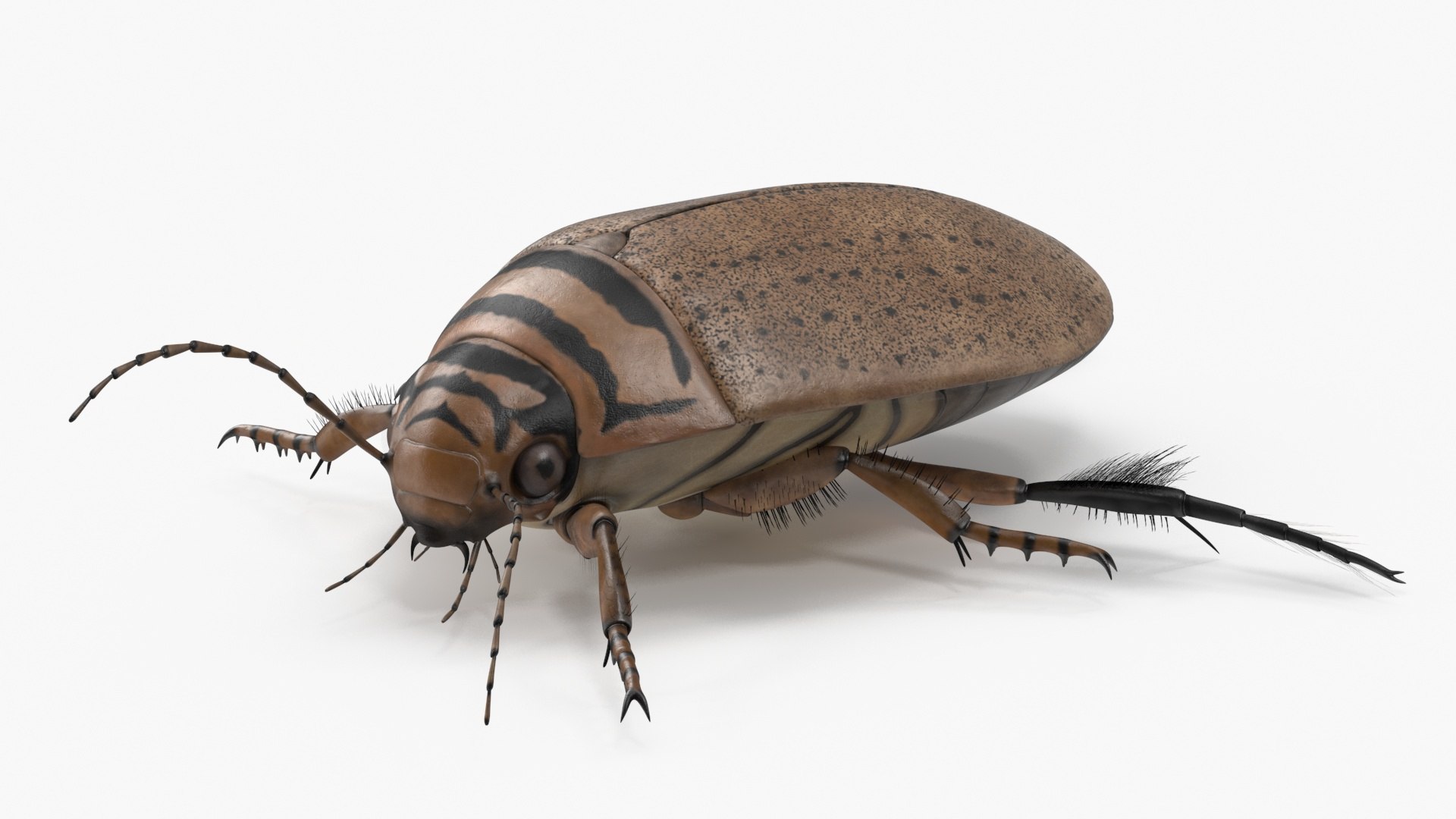 3D Insect Water Beetle Beige Realistic Rigged Model - TurboSquid 2250704
