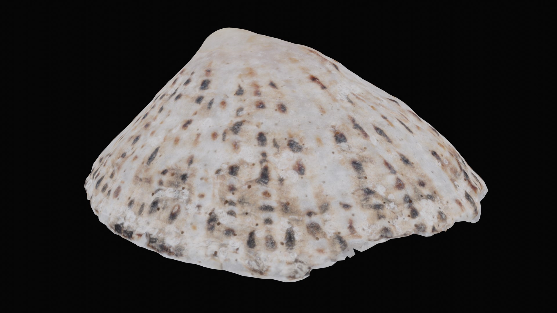 Sea Limpet Shell 3D Model - TurboSquid 1627560