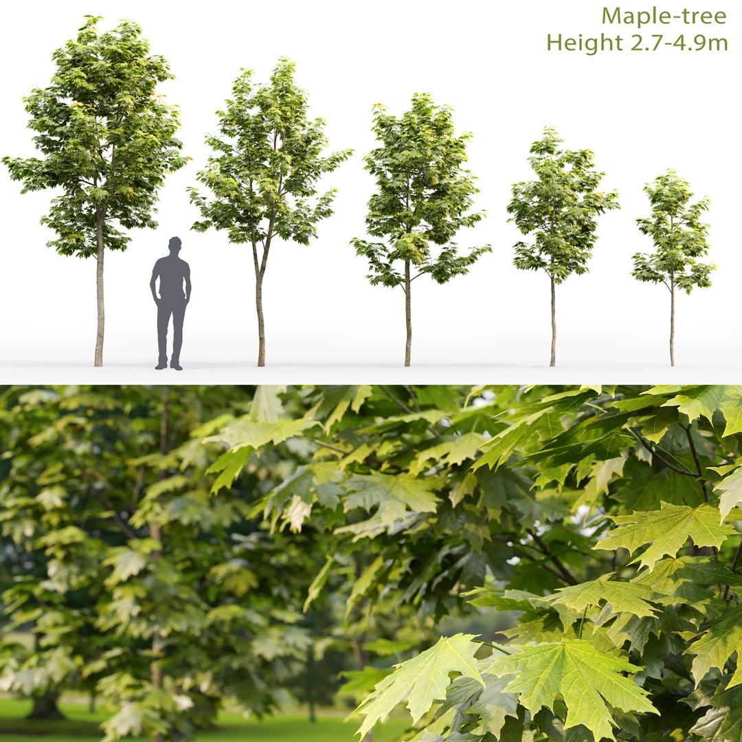 3D maple trees model - TurboSquid 1691996