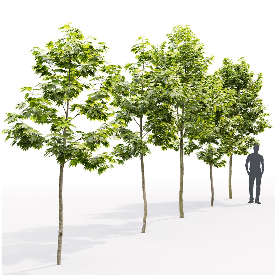 3D maple trees model - TurboSquid 1691996