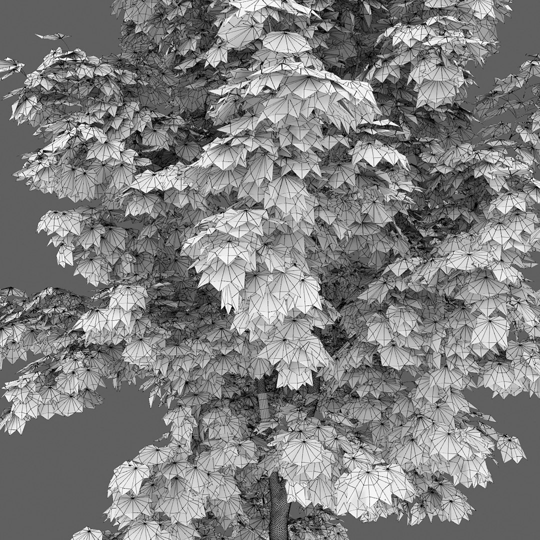 3D maple trees model - TurboSquid 1691996