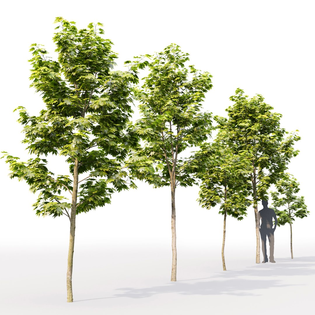 3D maple trees model - TurboSquid 1691996