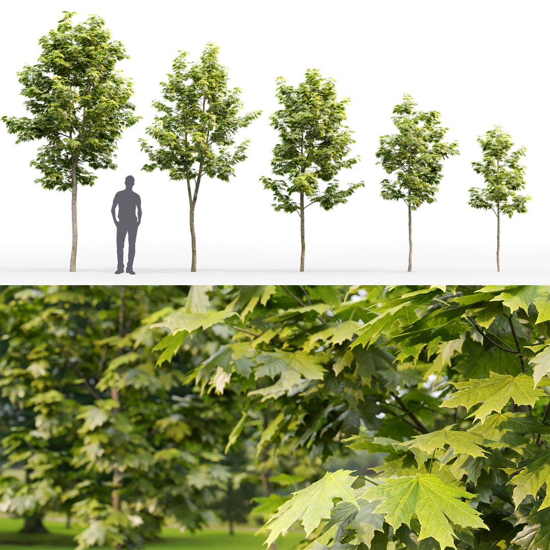 3D maple trees model - TurboSquid 1691996