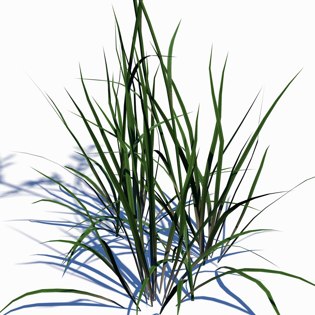 Wild Grass 3D Model - TurboSquid 1298847