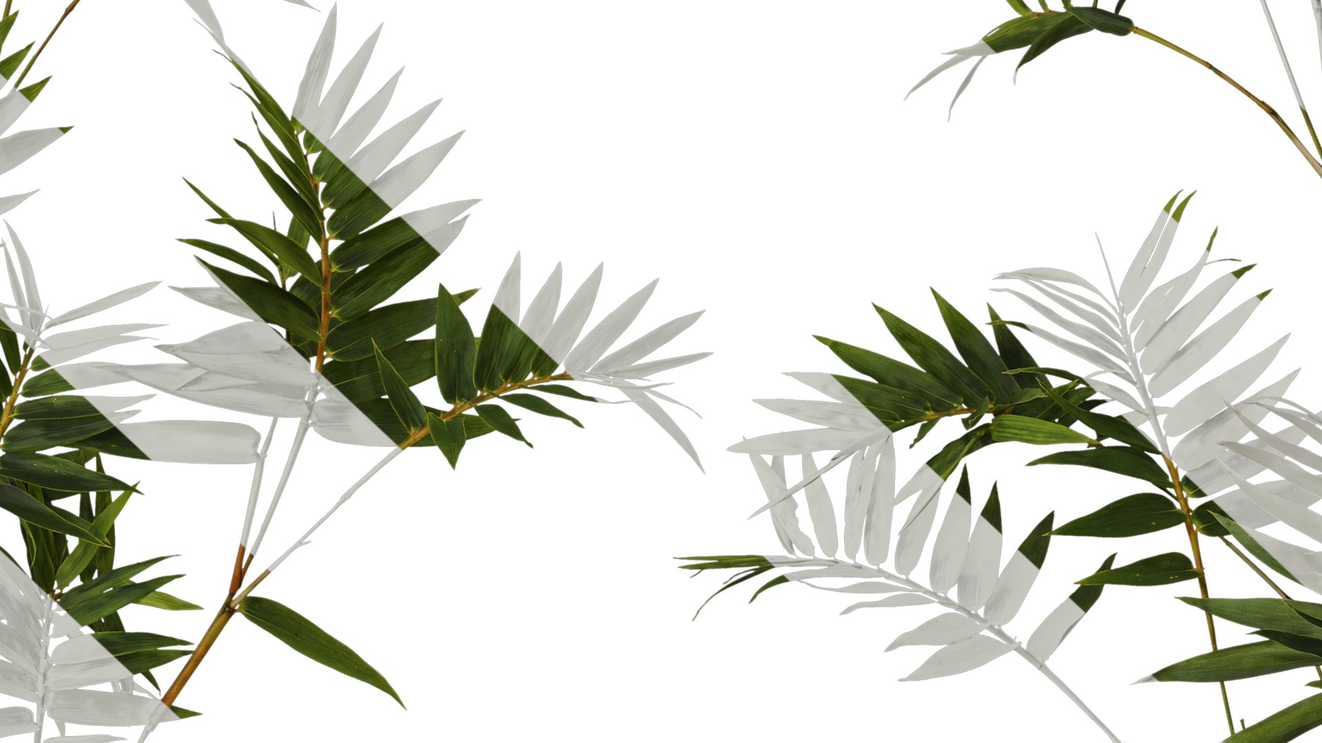 3D Anydrafts Bambusa Multiplex Fernleaf Atlas 04 Textures - TurboSquid ...