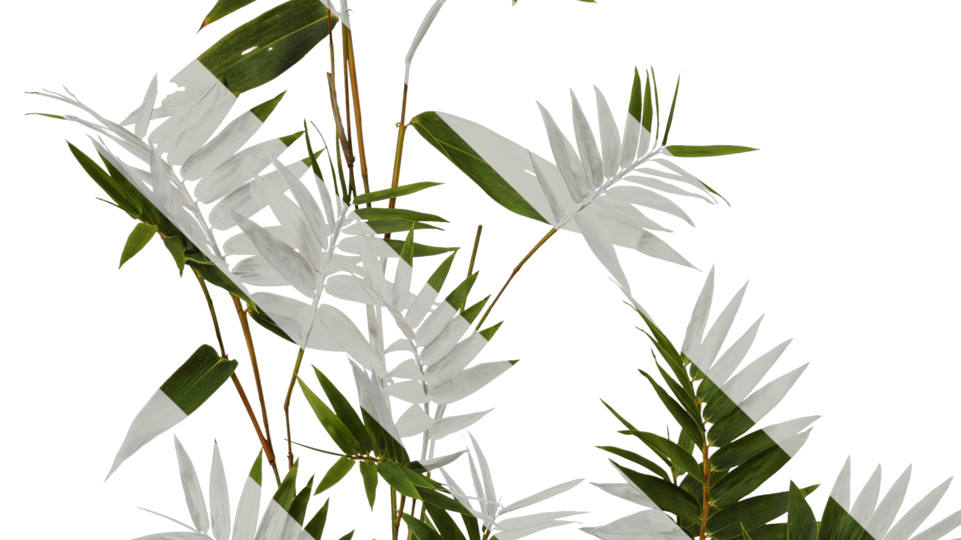 3D Anydrafts Bambusa Multiplex Fernleaf Atlas 04 Textures - TurboSquid ...