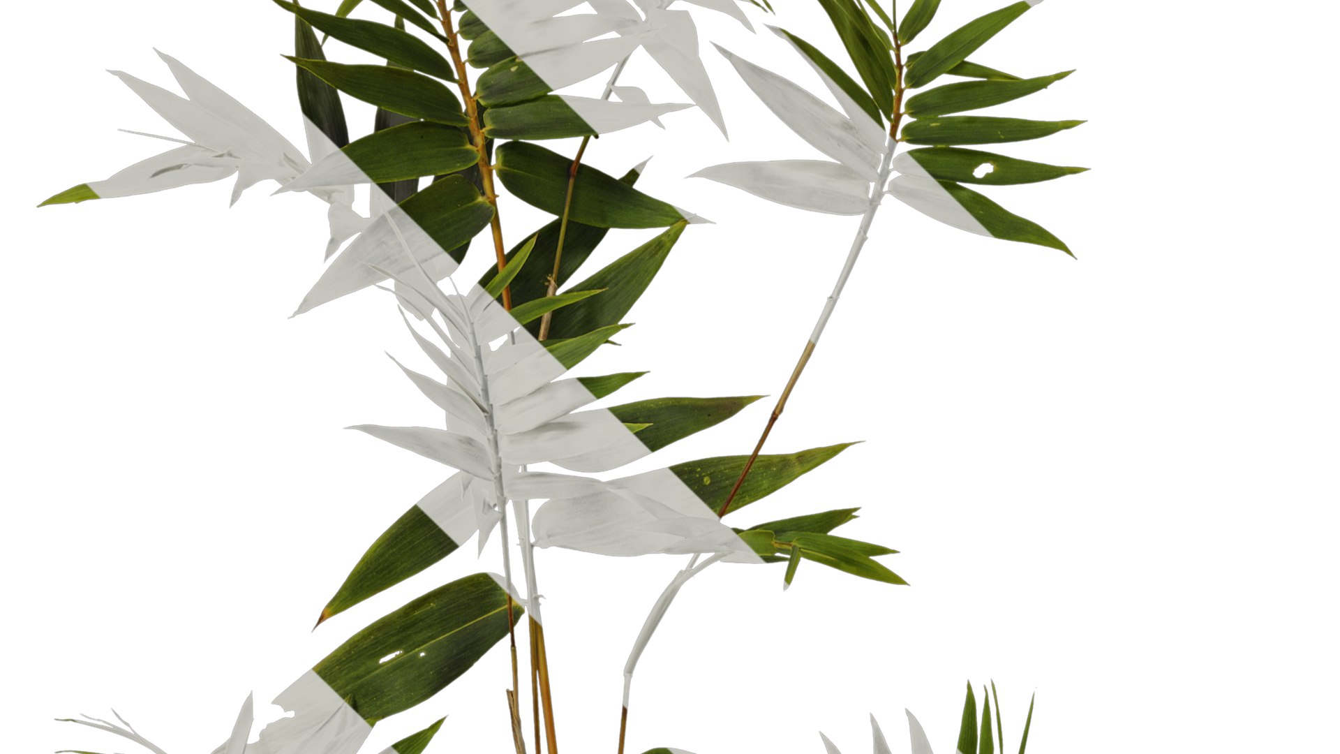 3D Anydrafts Bambusa Multiplex Fernleaf Atlas 04 Textures - TurboSquid ...