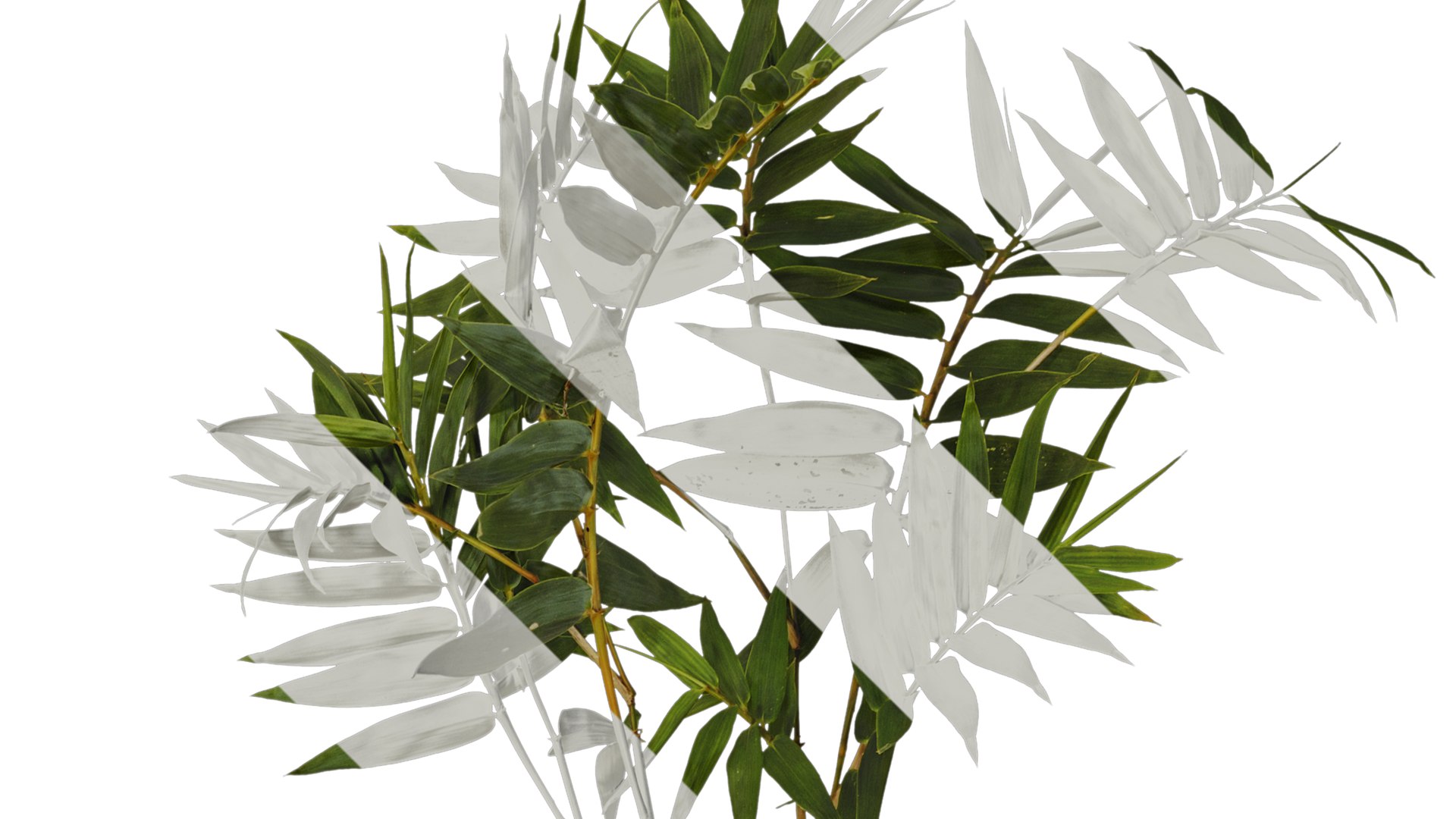 3D Anydrafts Bambusa Multiplex Fernleaf Atlas 04 Textures - TurboSquid ...