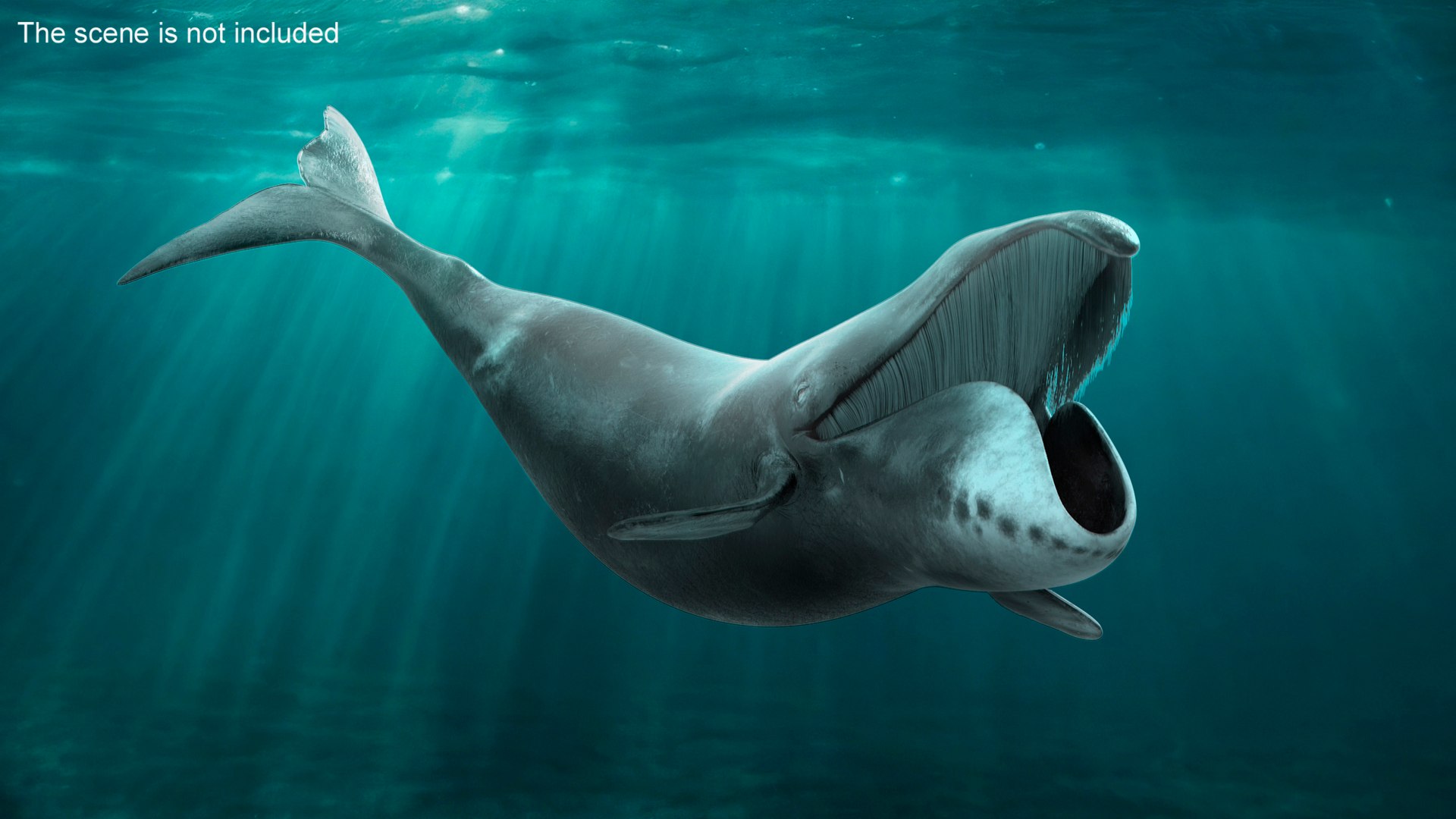 Balaena Mysticetus Sea Animal Fur Rigged 3D Model - TurboSquid 2113216