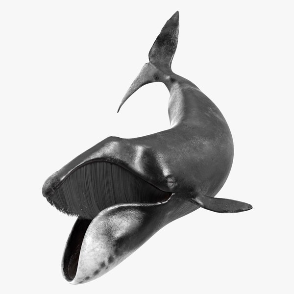 Pele de animal marinho Balaena Mysticetus manipulada Modelo 3D ...