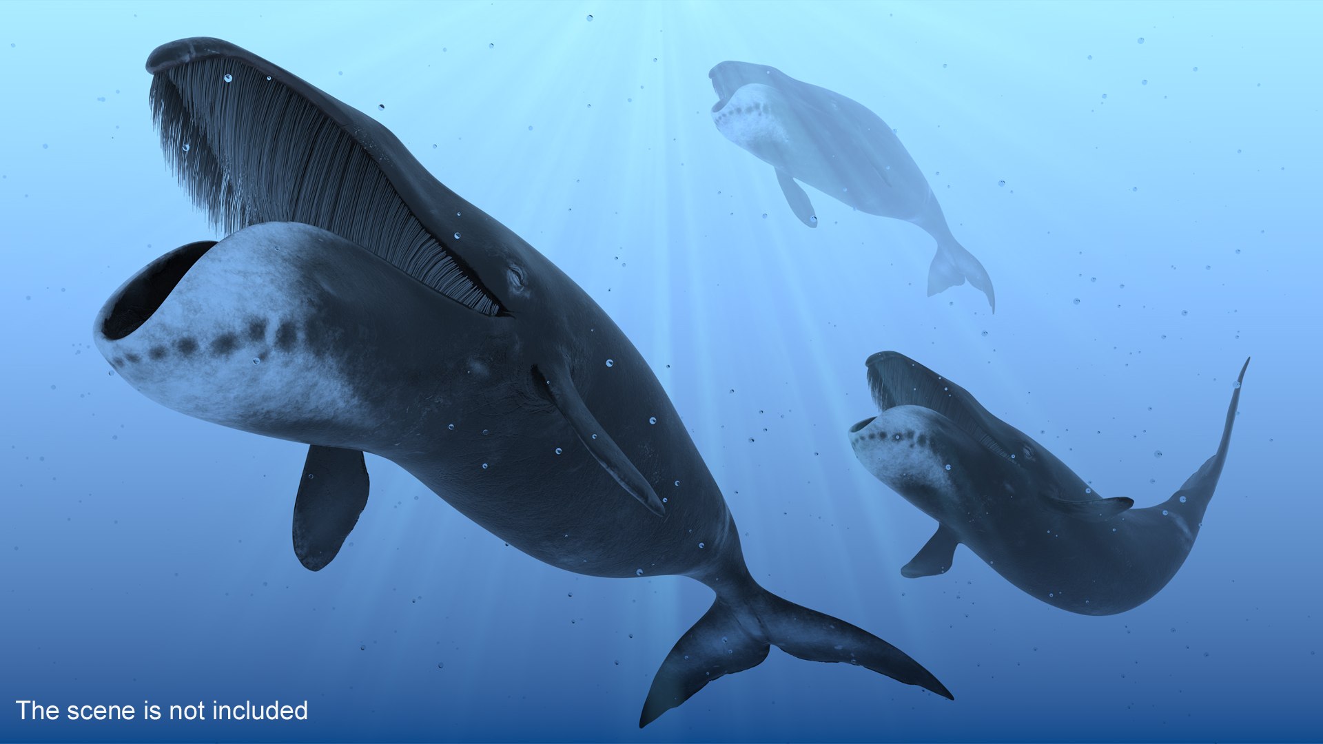 Balaena Mysticetus Sea Animal Fur Rigged 3D model - TurboSquid 2113216