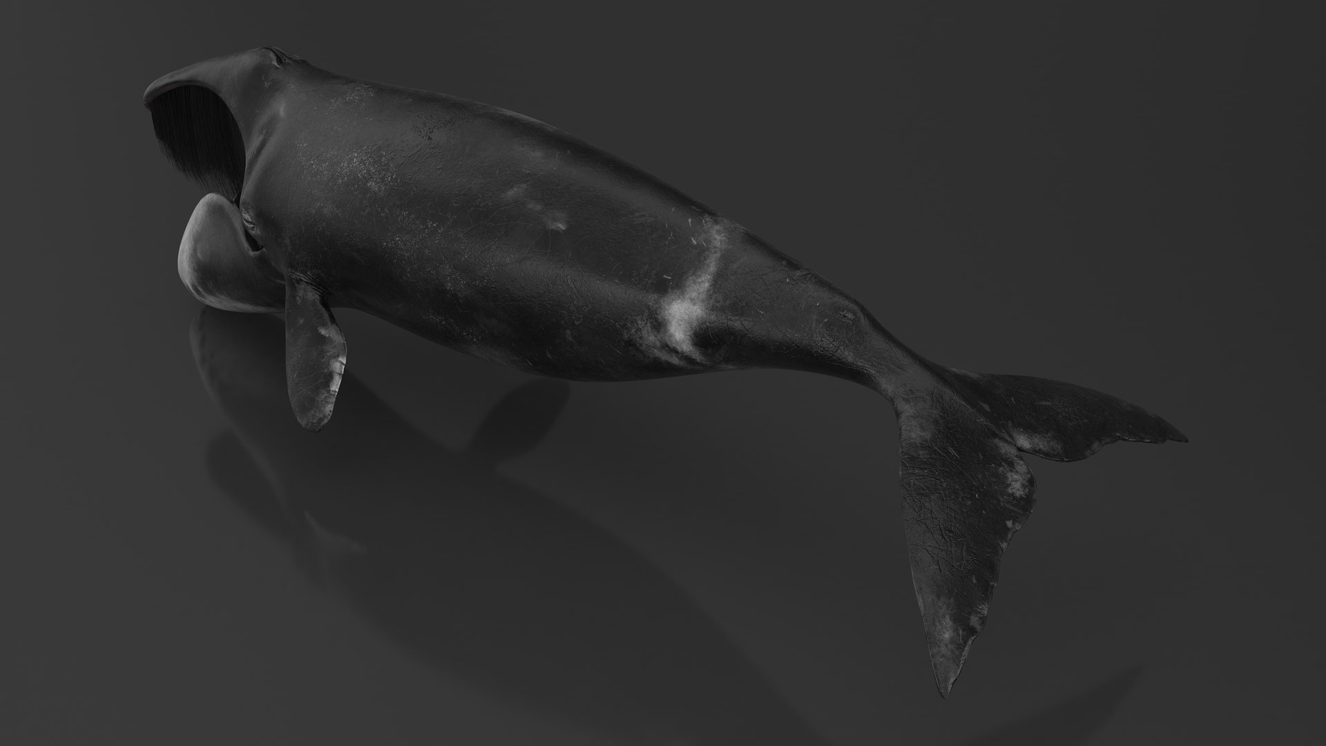 Balaena Mysticetus Sea Animal Fur Rigged 3D model - TurboSquid 2113216