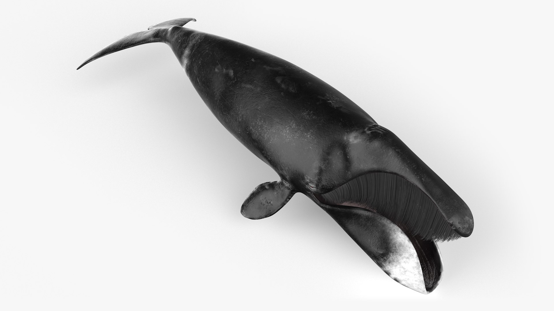 Balaena Mysticetus Sea Animal Fur Rigged 3D model - TurboSquid 2113216